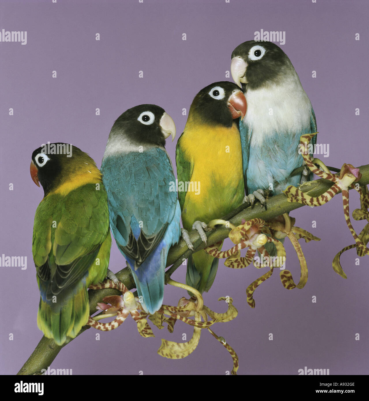Agapornis personata hi-res stock photography and images - Alamy