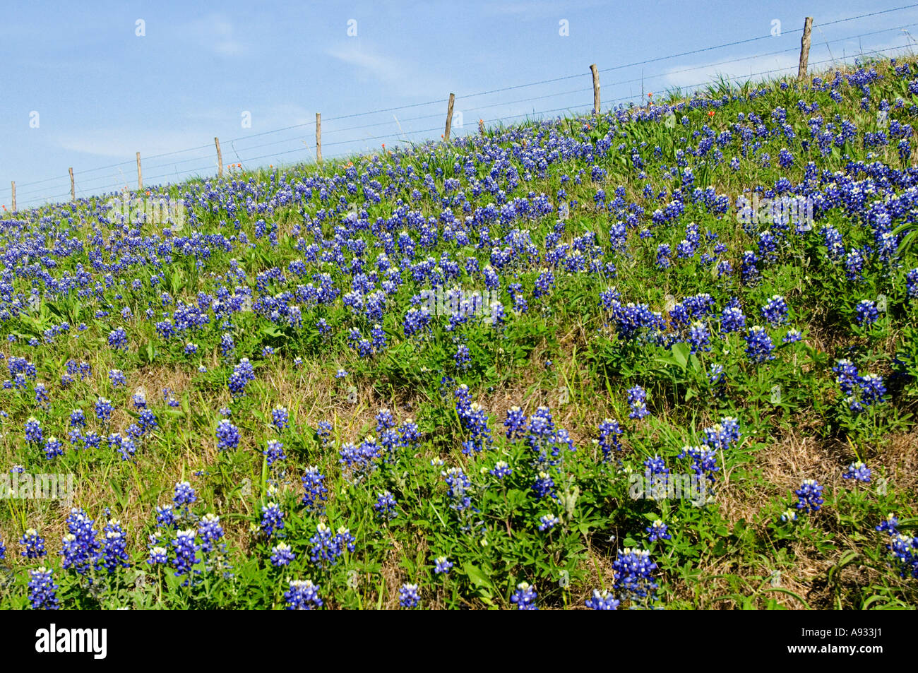 bluebonnets on side of highway in TX Stock Photo - Alamy
