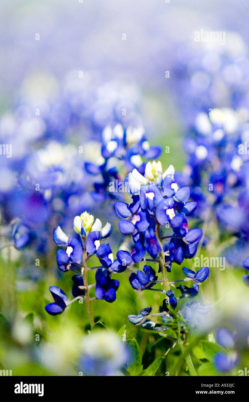 bluebonnets on side of highway in TX Stock Photo - Alamy