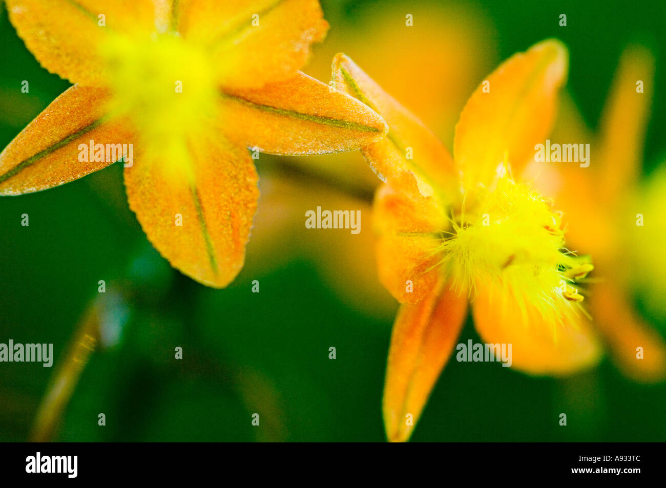 Genteel life hi-res stock photography and images - Alamy
