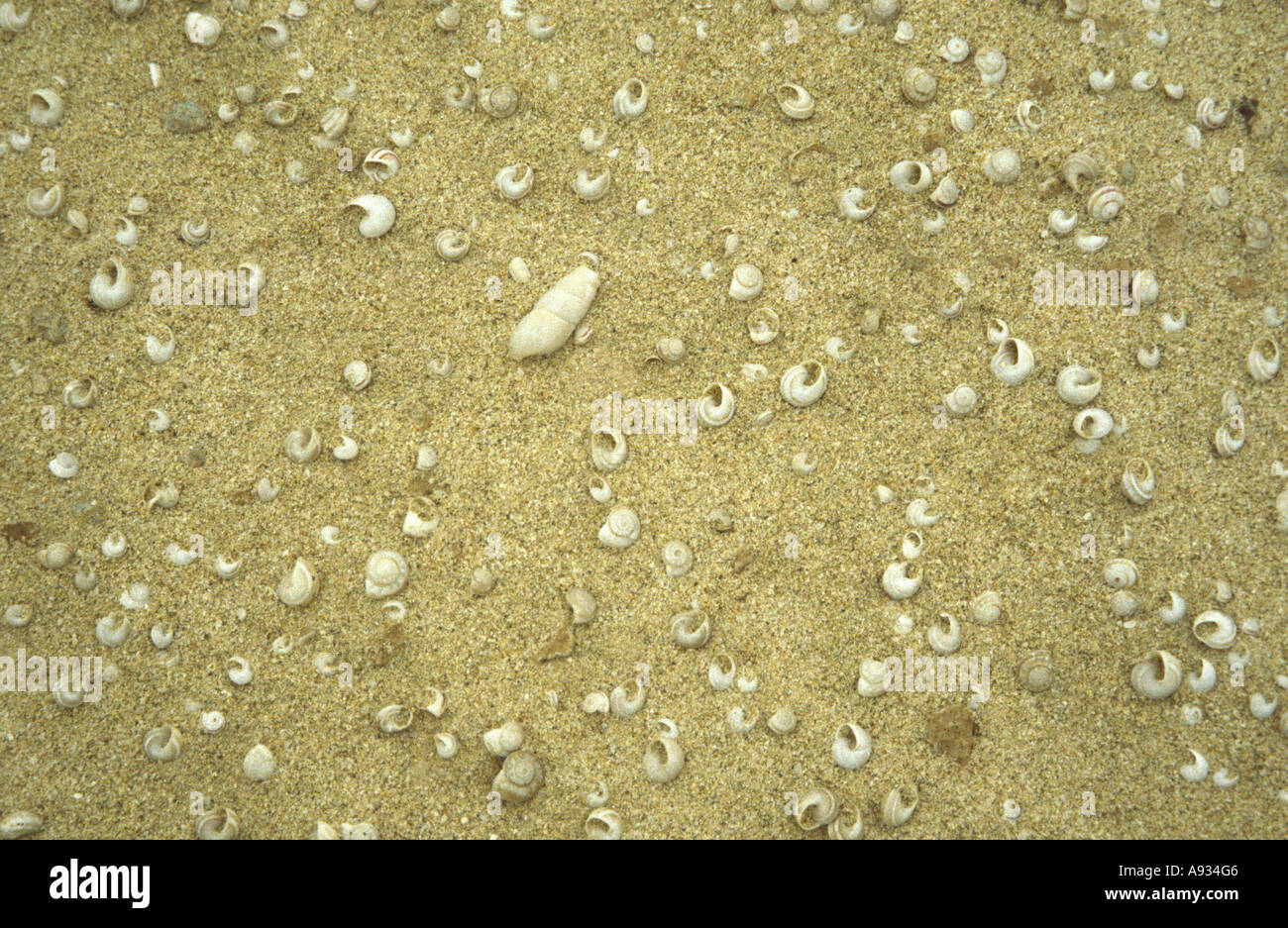 Sand with snail shells in the Corralejo Nature Park, Fuerteventura ...