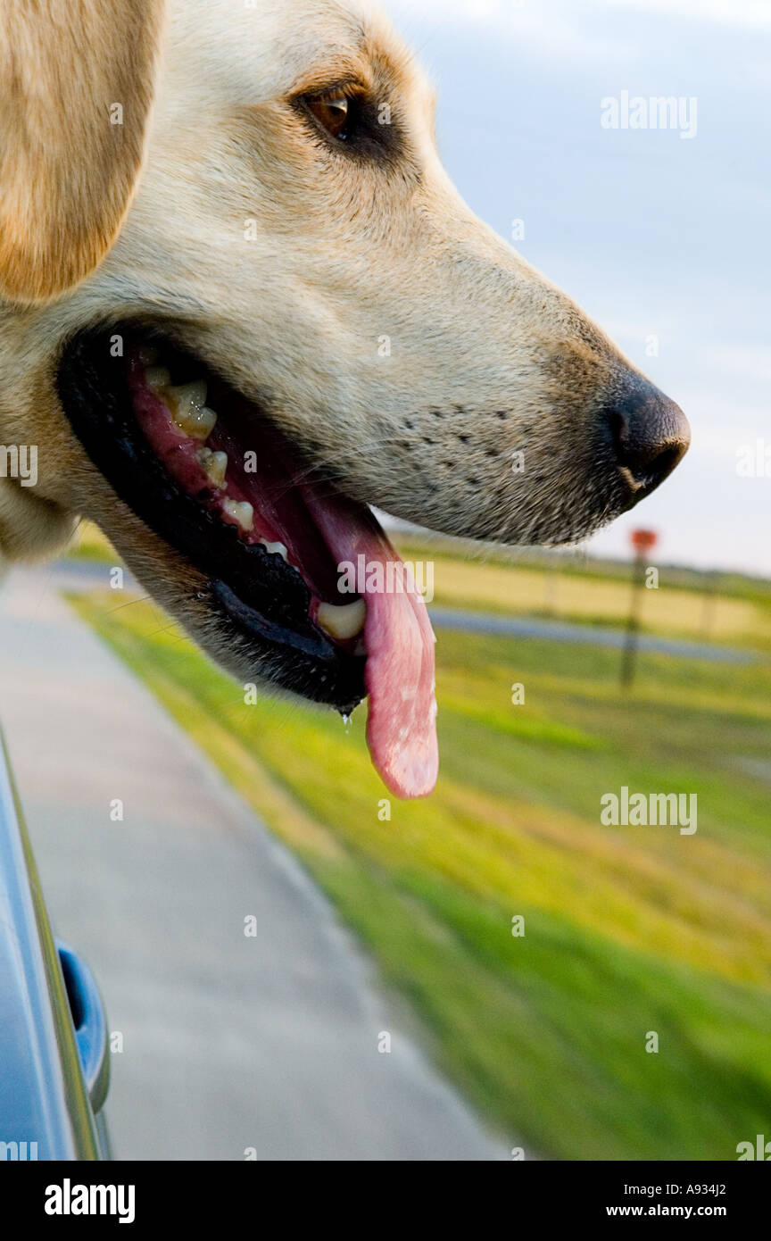 Yellow lab with window out head of a truck passing pasture land in TX ...
