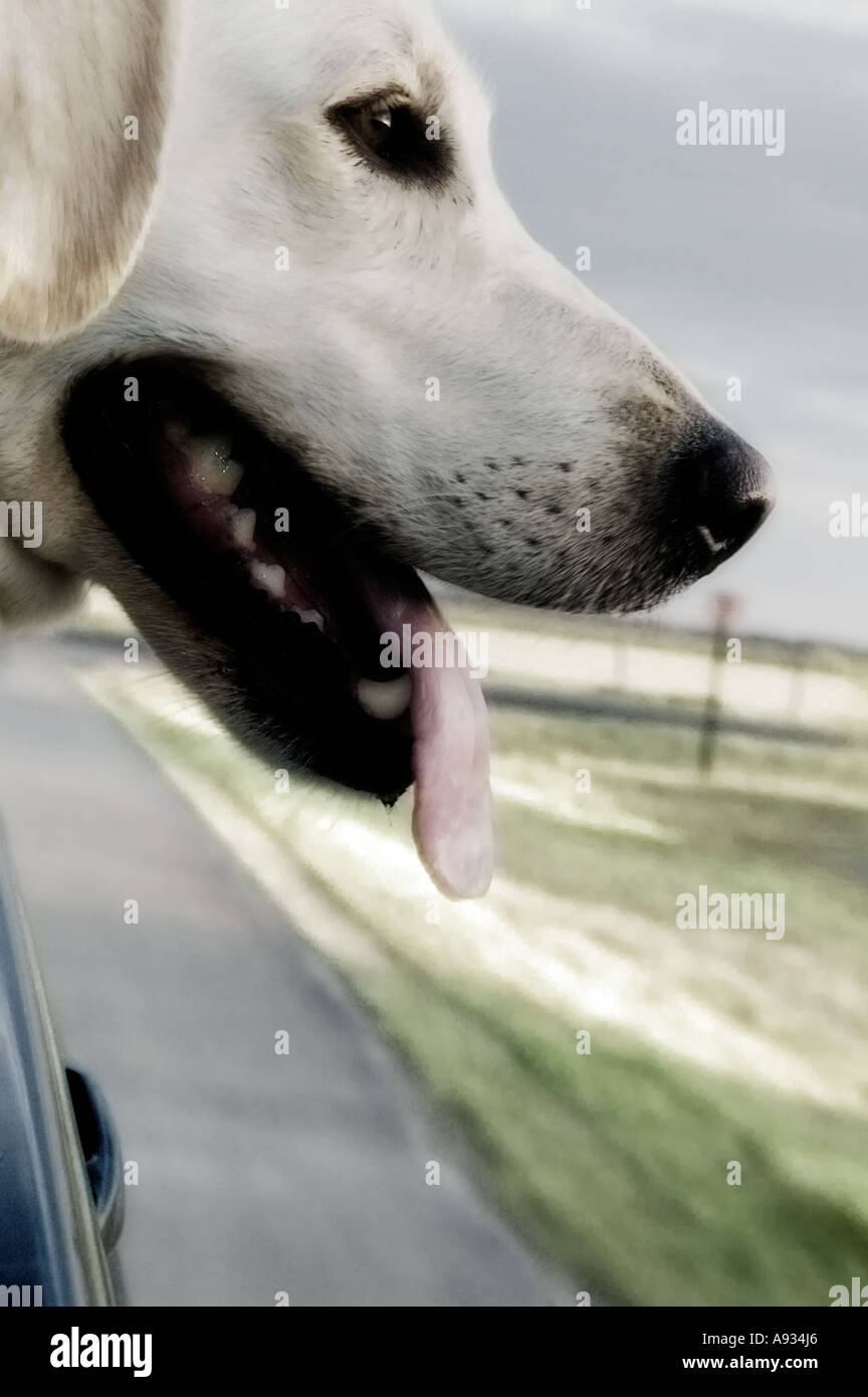 Yellow lab with window out head of a truck passing pasture land in TX ...