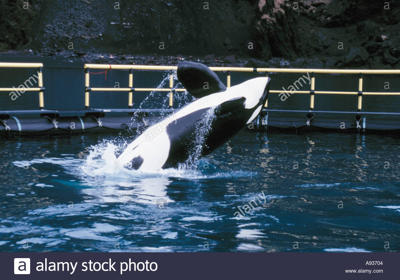 Keiko Whale Stock Photos & Keiko Whale Stock Images - Alamy