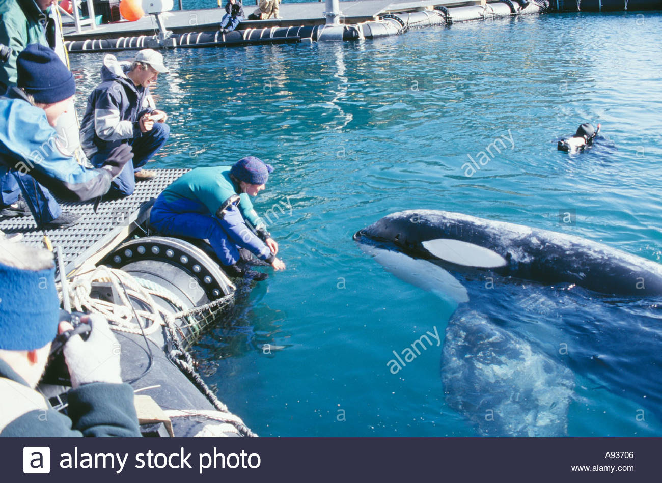 Keiko Whale Stock Photos & Keiko Whale Stock Images - Alamy