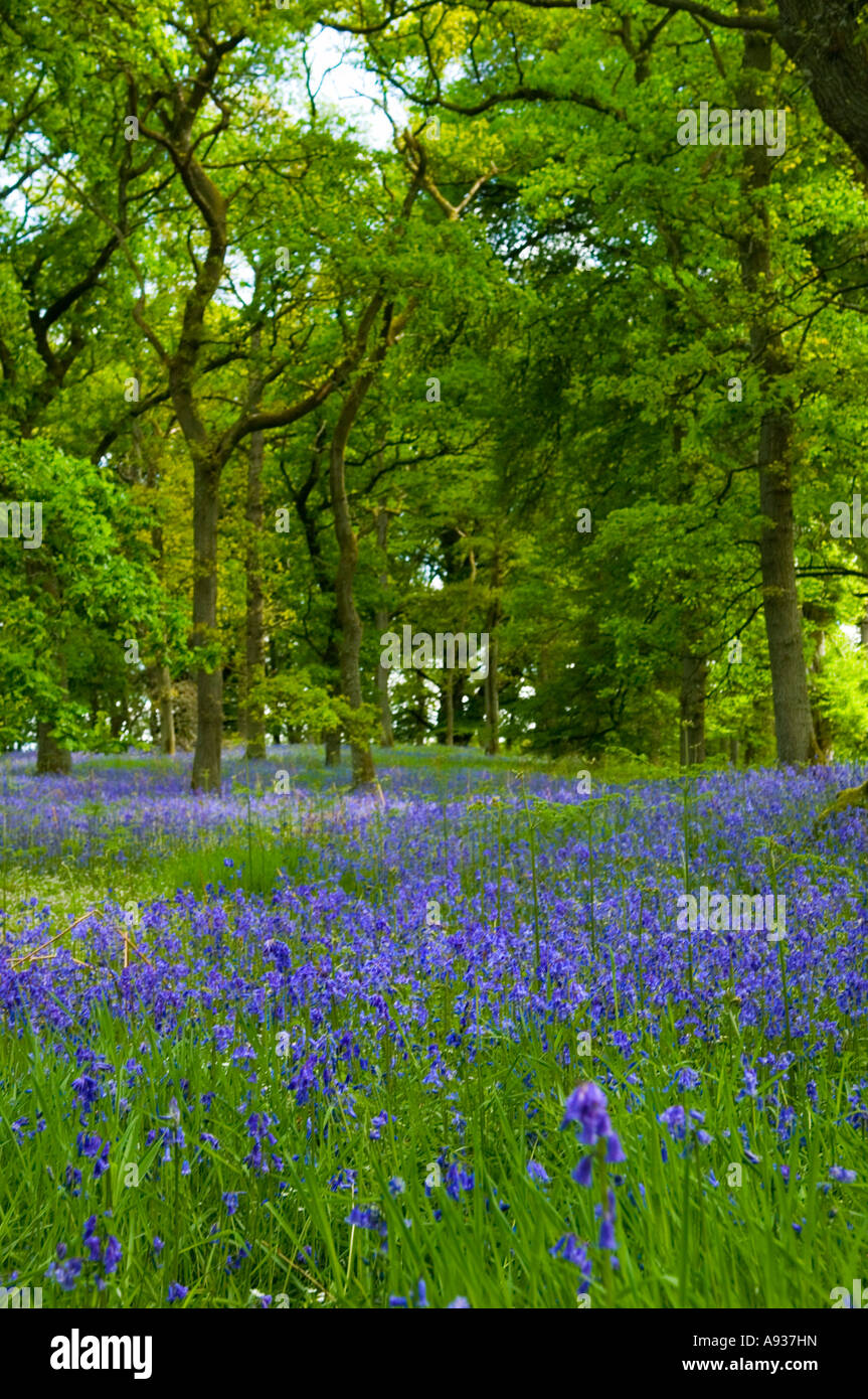 Scottish Bluebells in woodlands Perthshire, Scotland Stock Photo - Alamy