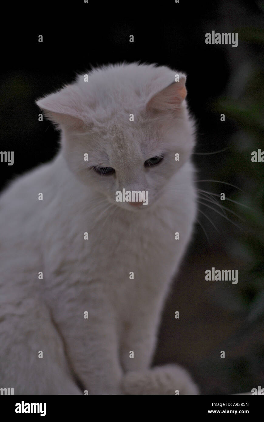 White cat in the street at sunset Stock Photo - Alamy