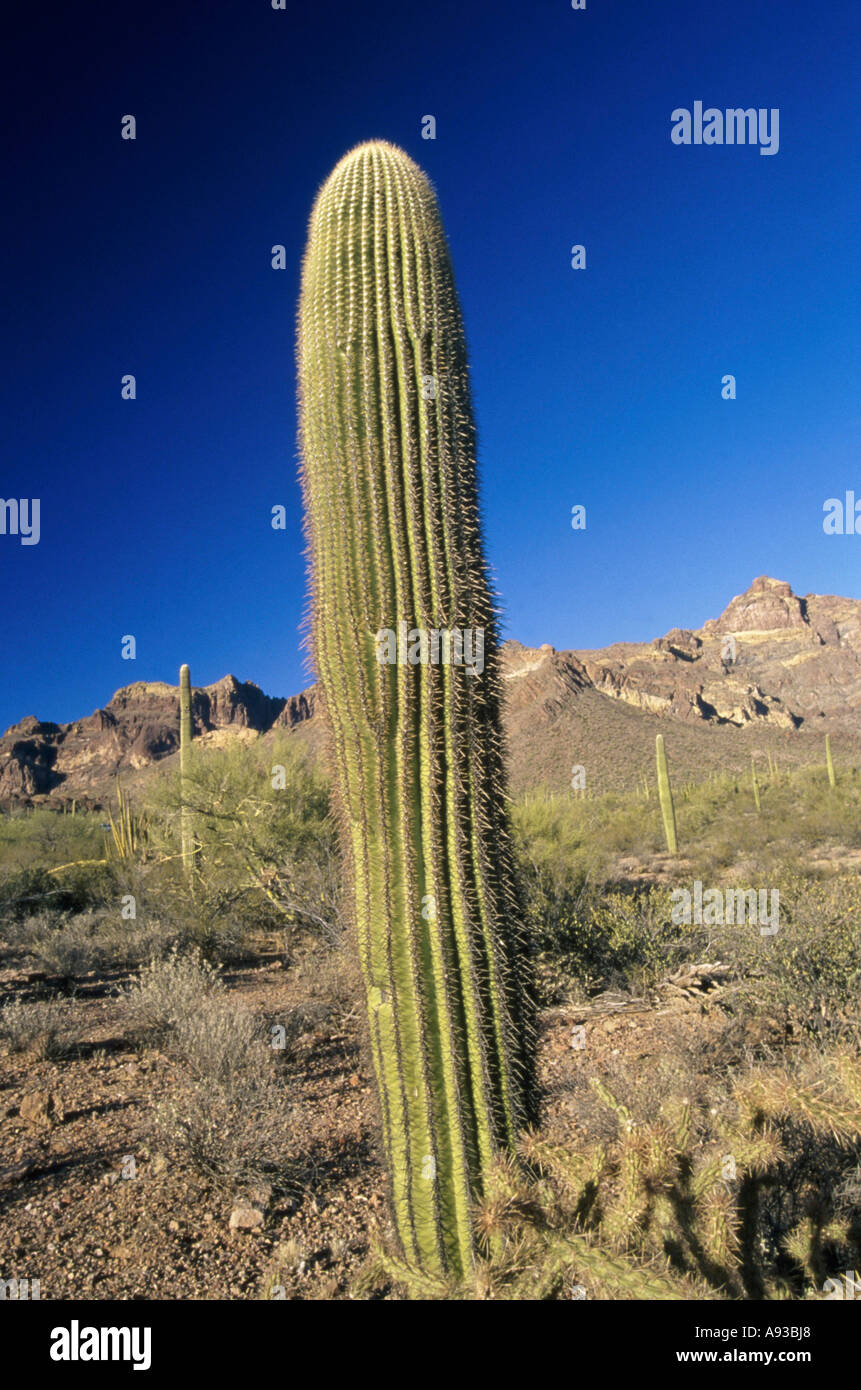 Saguaro Cabeza Prieta National Wildlife Refuge Arizona USA Stock Photo ...