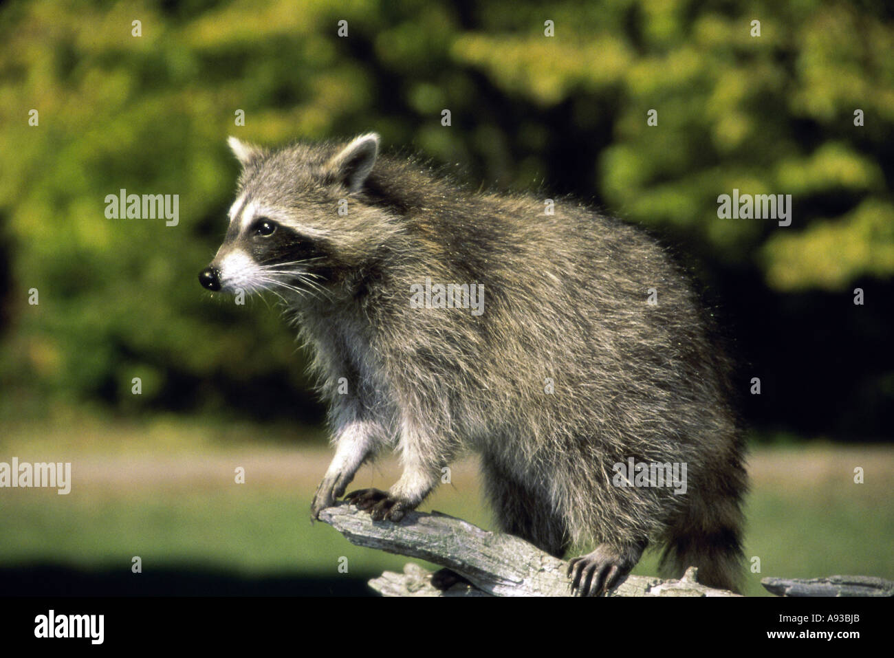 Raccoon perch hi-res stock photography and images - Alamy