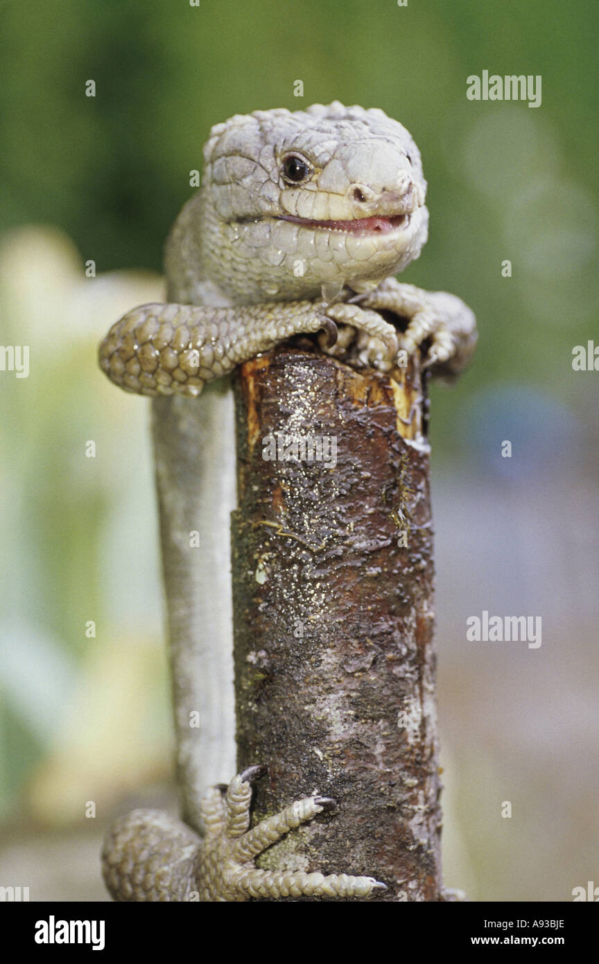Monkey tailed skink hi-res stock photography and images - Alamy