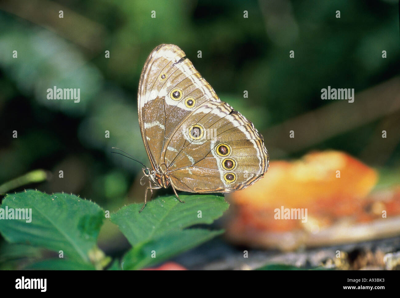Northern Pearly-eyed Butterfly Stock Photo - Alamy