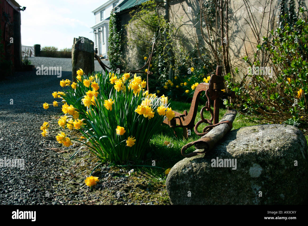 Yellow daff daffodil bulb spring hi-res stock photography and images ...