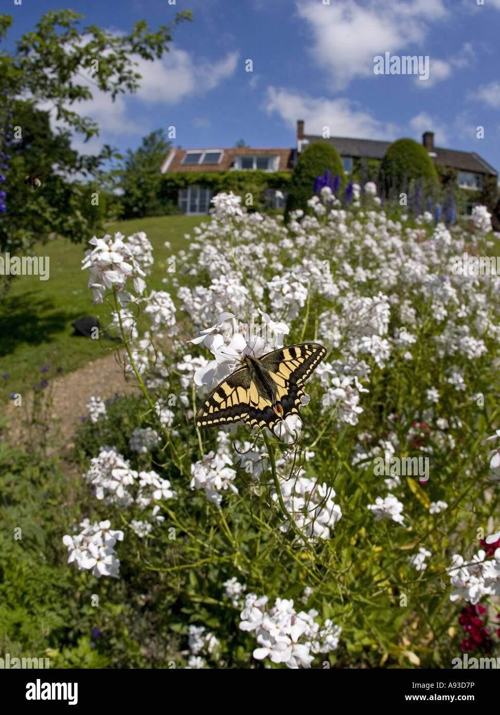 Swallowtail Butterfly Papilio machaon in Norfolk Broads National Park ...