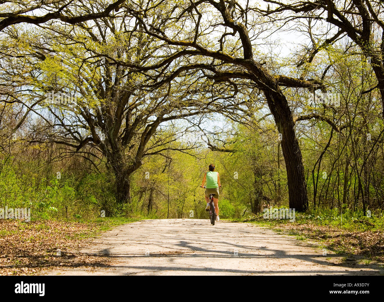 Arched Trees over Bicycle Trail / Girl riding bicycle Stock Photo - Alamy