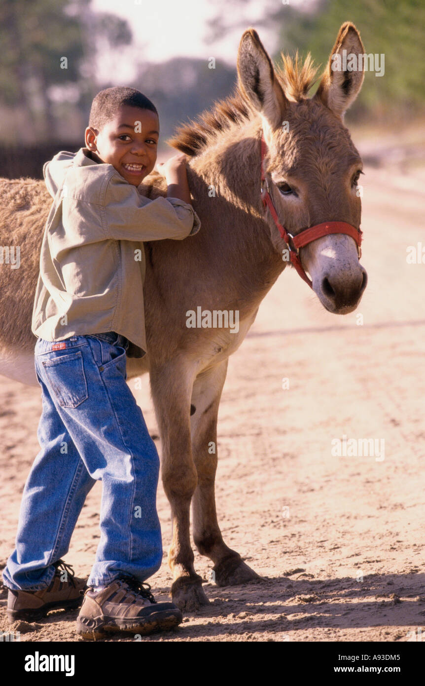 Mule portrait not deer hi-res stock photography and images - Alamy