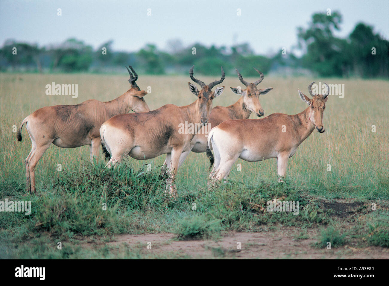 Group of four Coke s Hartebeest or Kongoni Masai Mara National Reserve ...