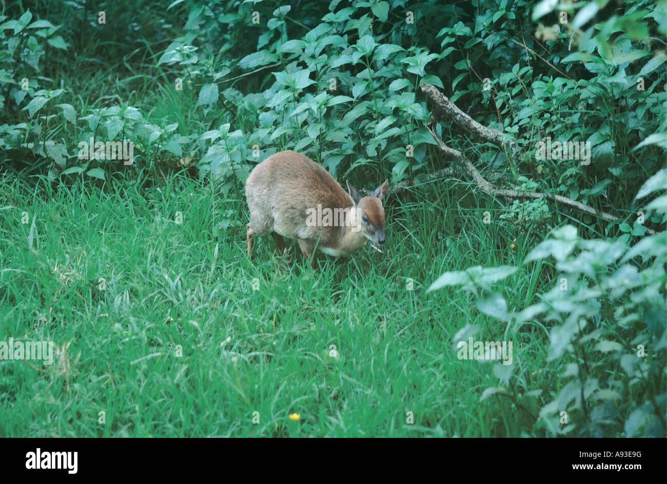 Suni antelope hi-res stock photography and images - Alamy