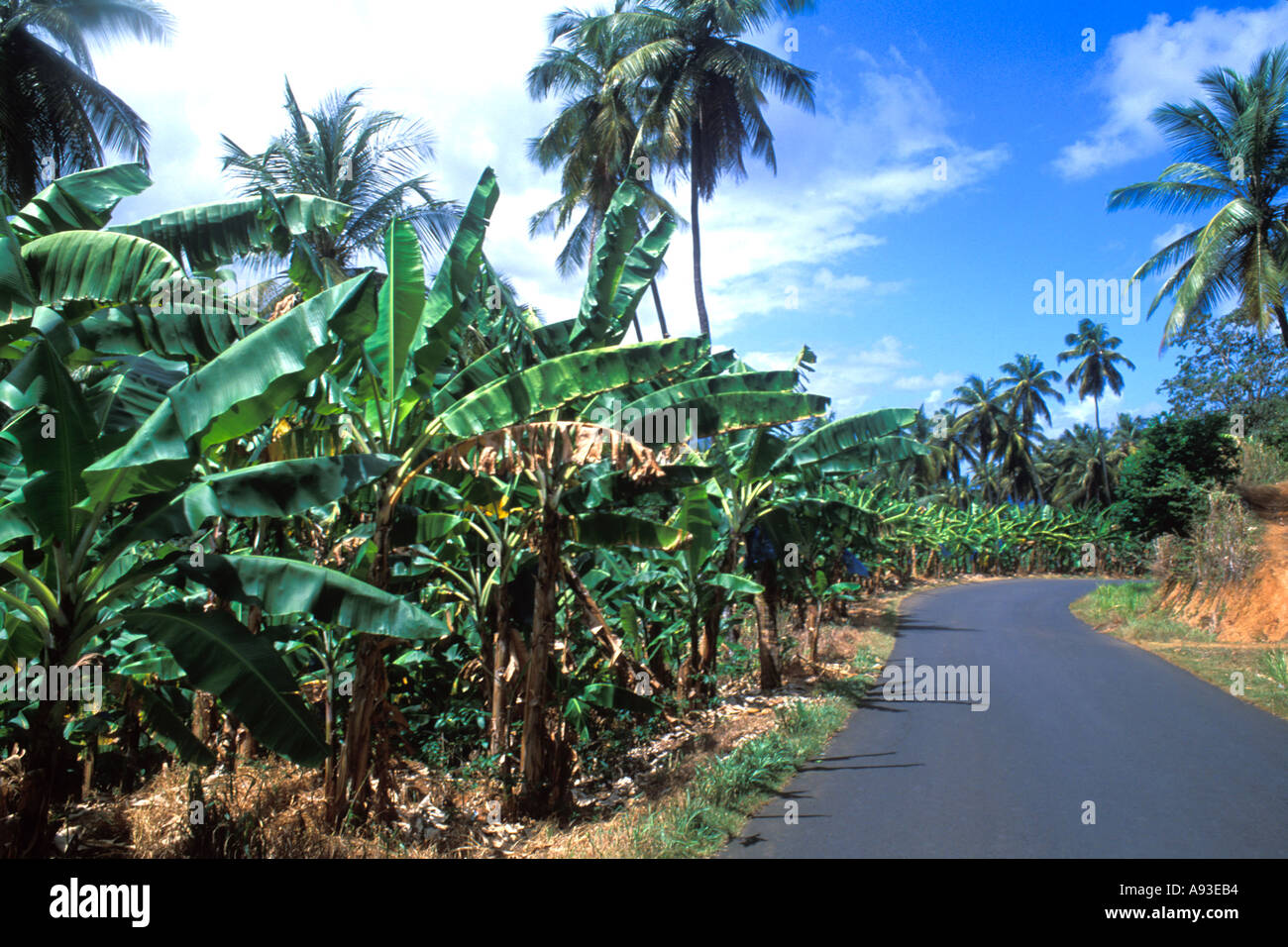 Colorful Banana country at Calibishie Village in Dominica Stock Photo ...