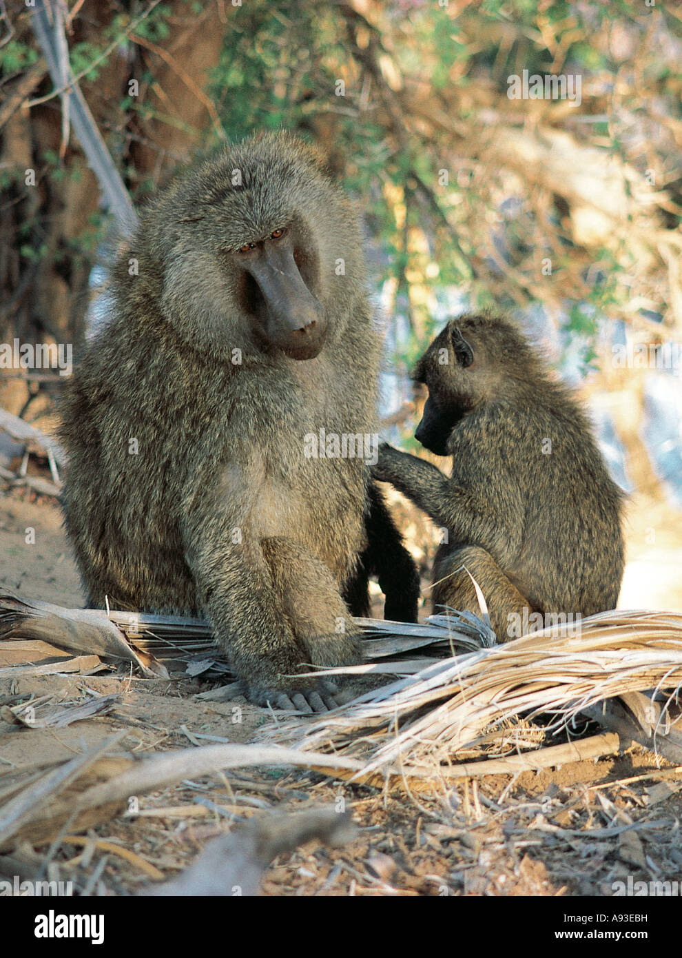Groomingmale hi-res stock photography and images - Alamy