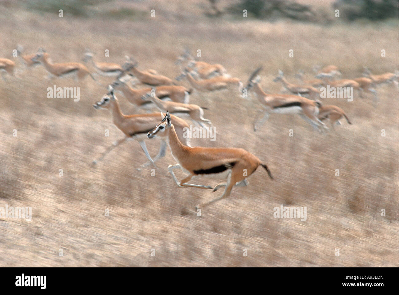Gazelle Running Speed