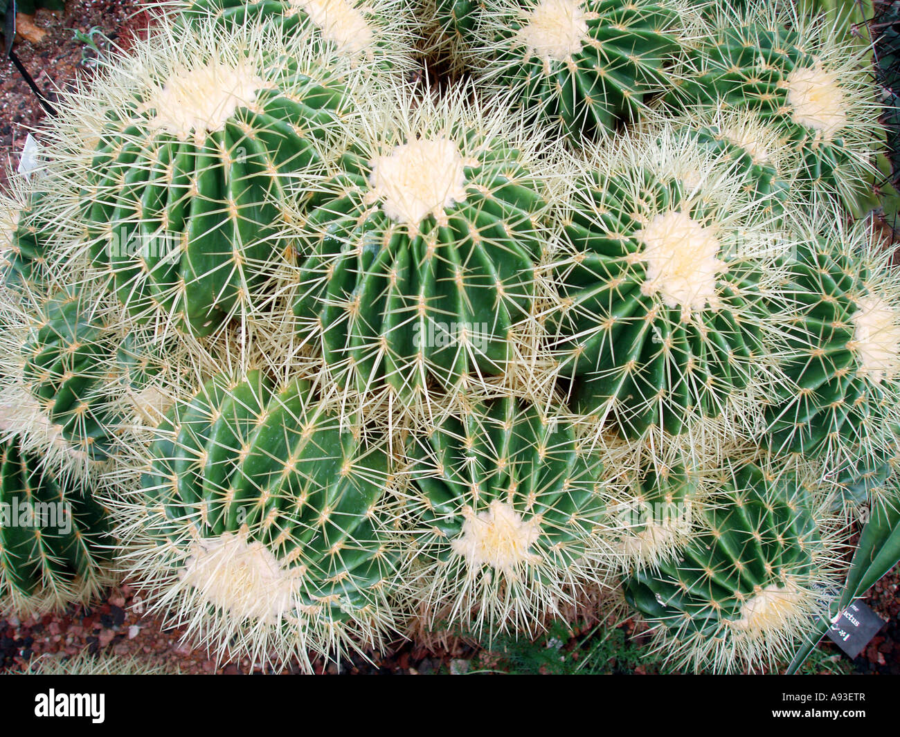 Cactus from above Stock Photo - Alamy