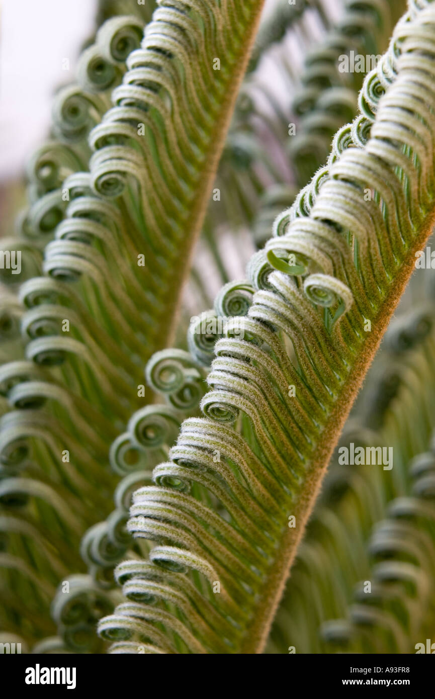 new Sago palm leaves curl making an interesting vertical pattern Stock ...