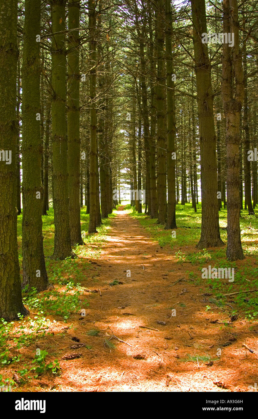 Pine Tree Grove & Path Stock Photo - Alamy