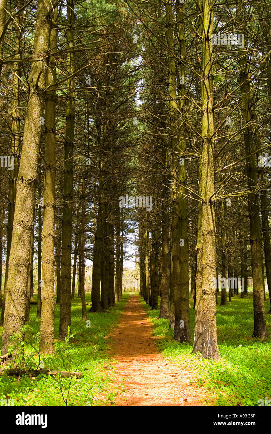 Path through Pine Trees Stock Photo - Alamy