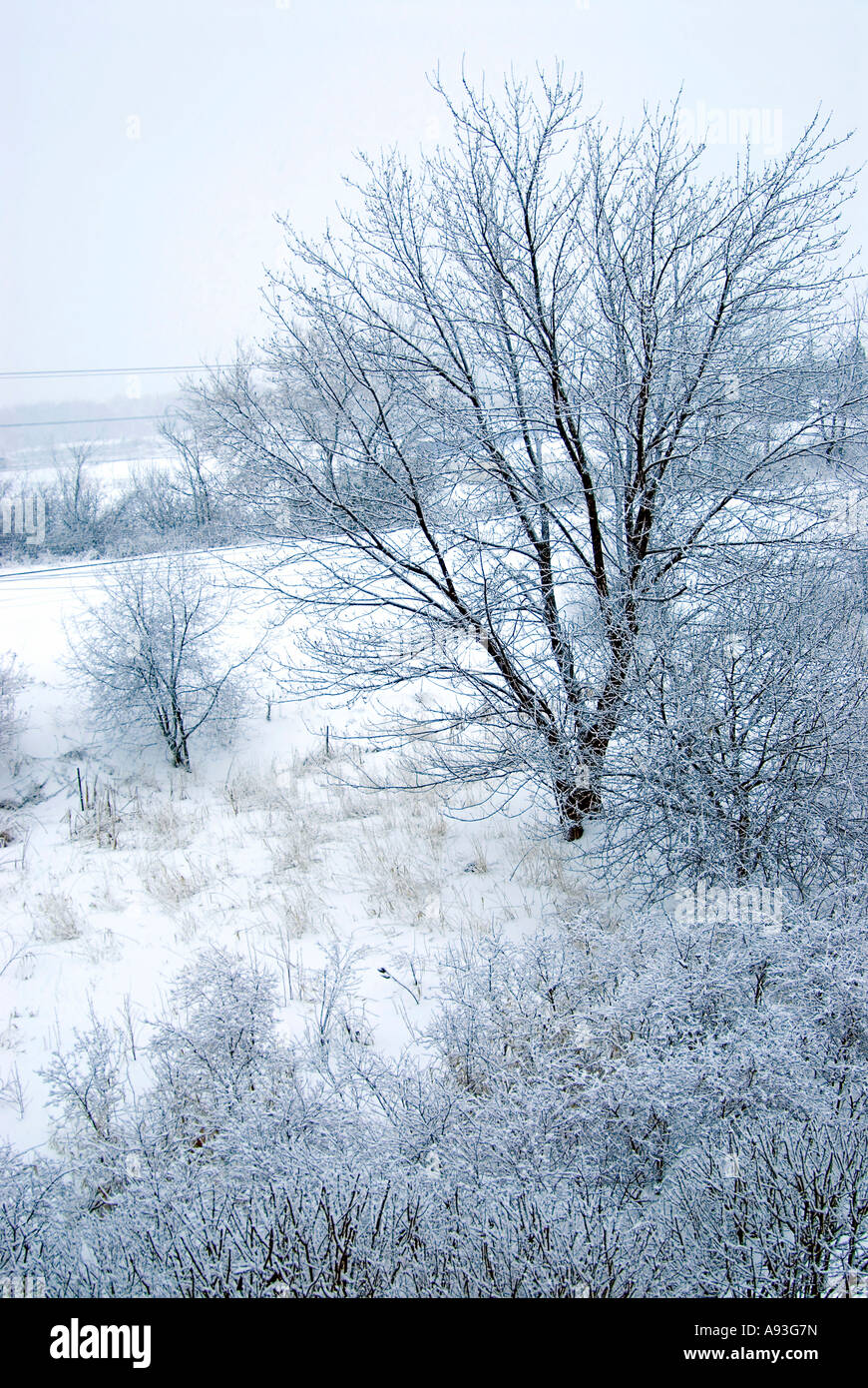 Winter Tree & Snow Stock Photo - Alamy