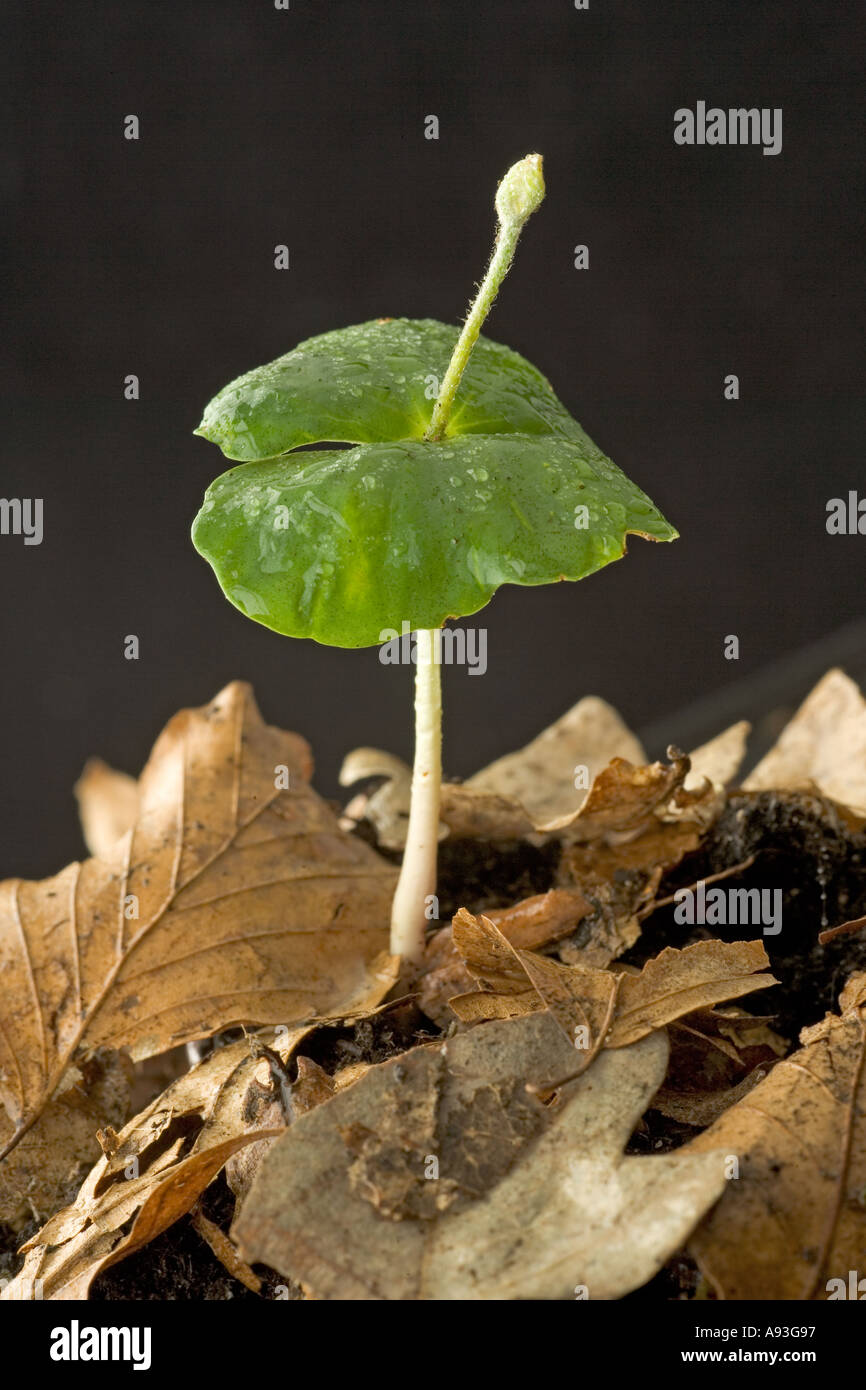 Beech Seedling Fagus sylvatica Stock Photo - Alamy