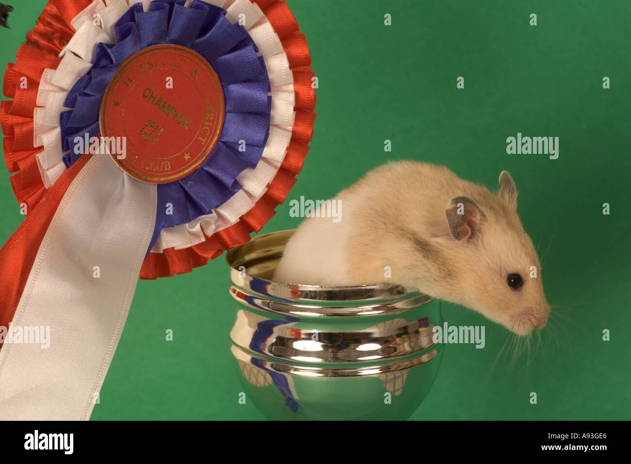 Our companions champion hi-res stock photography and images - Alamy