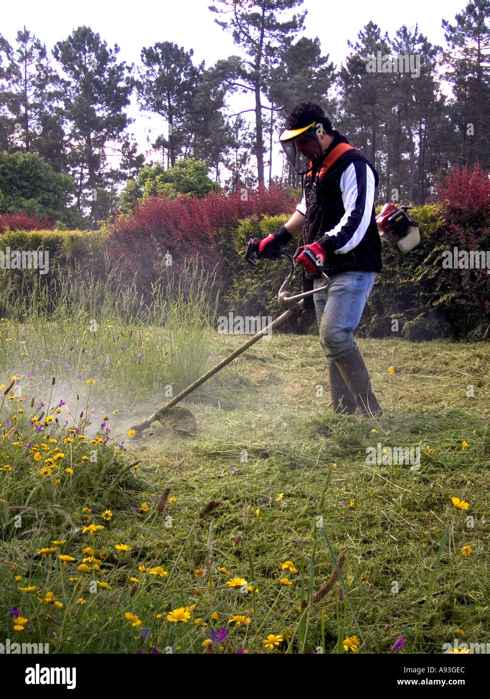 Brush Cutter operator trimming Grass Stock Photo - Alamy