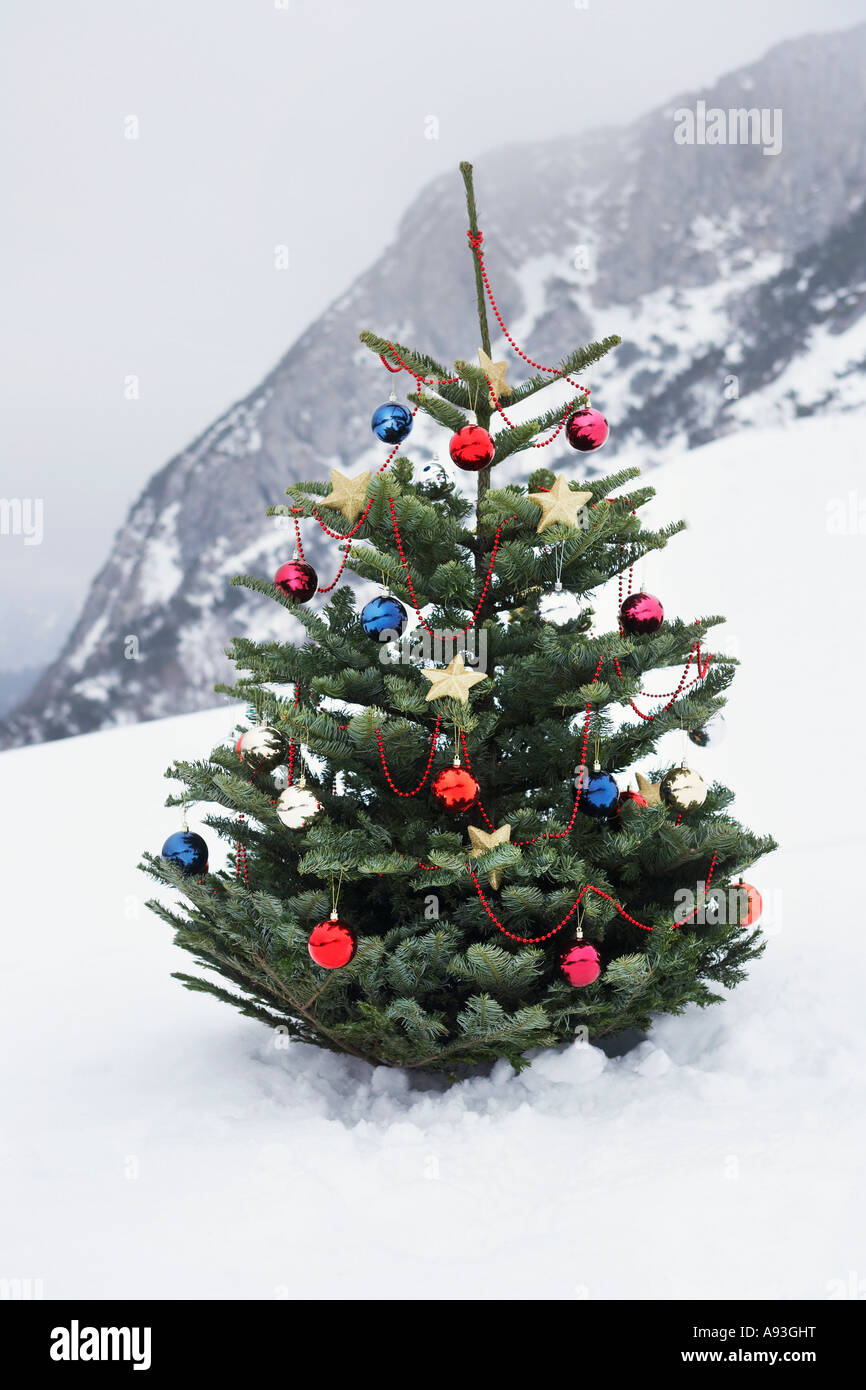 Christmas tree on mountain slope Stock Photo - Alamy