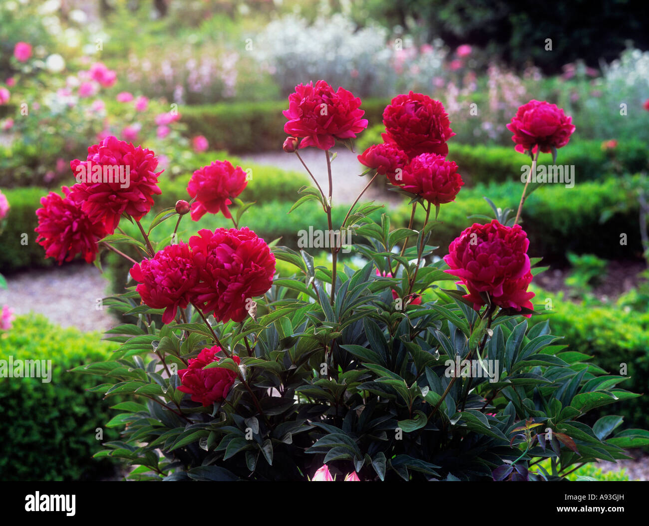 Formal English Gardens Peonies 6 Tips For Creating A Low Maintenance