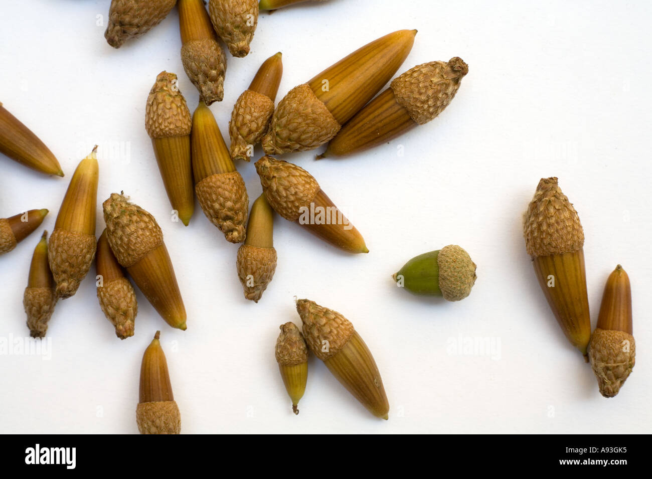 Bunch of acorns hi-res stock photography and images - Alamy