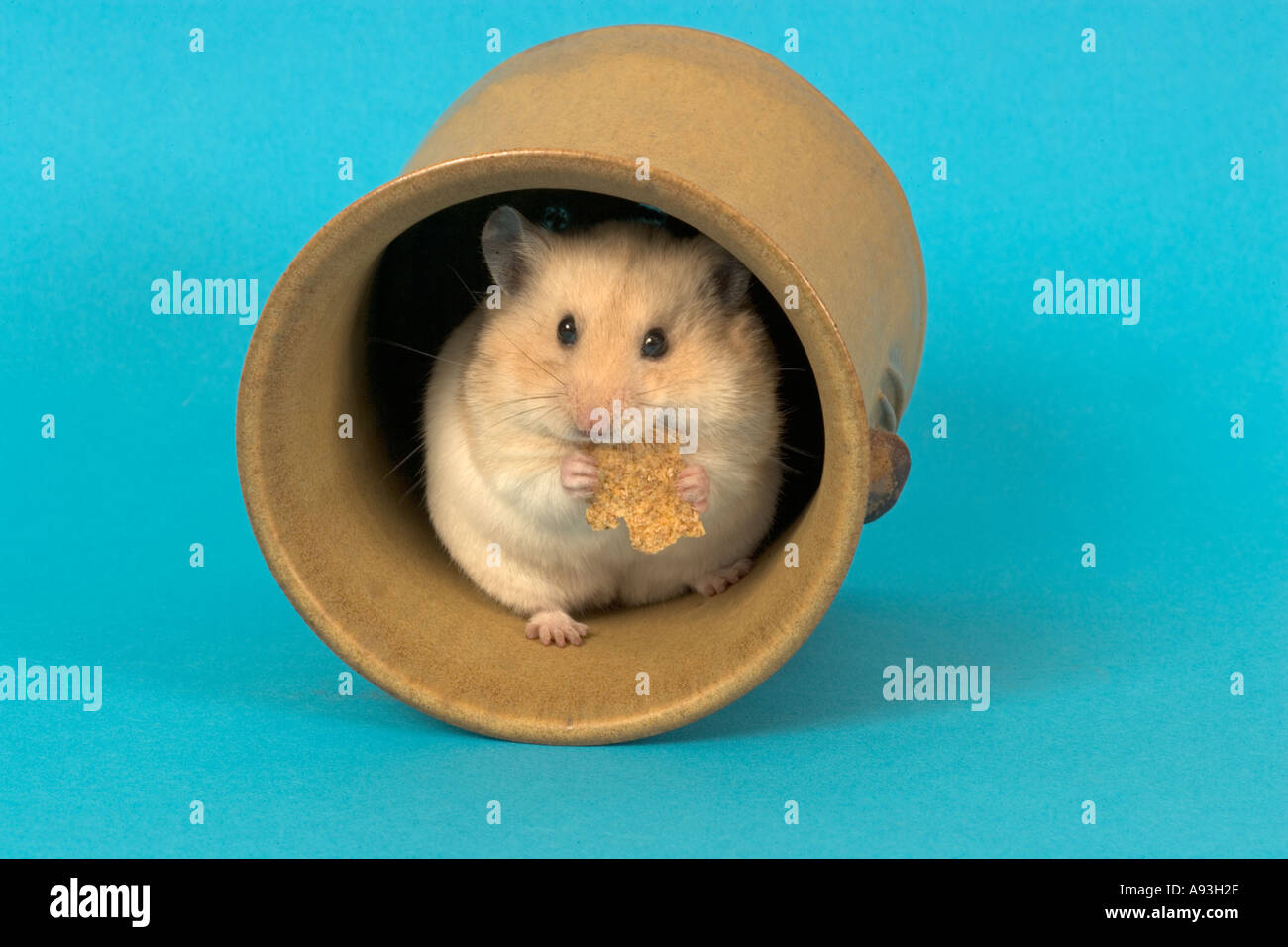 Pet Hamster Feeding in Pot Stock Photo - Alamy