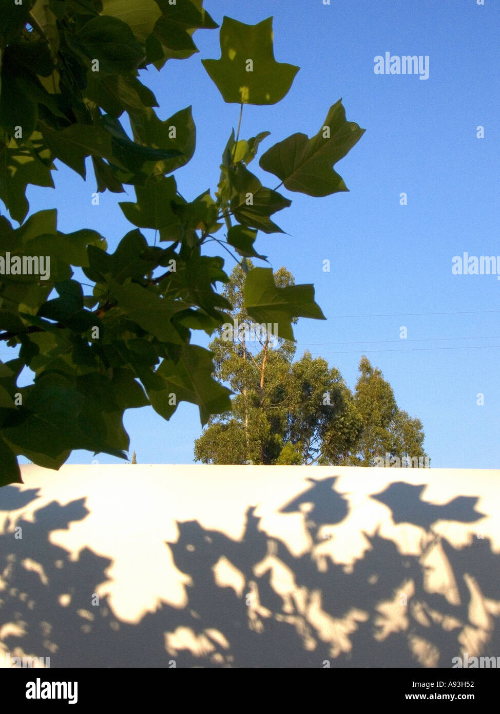 Yellow poplar tree Liriodendron tulipifera in the sunshine with the ...