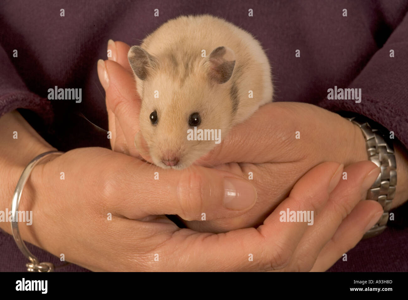 Pet Hamster in Hand Stock Photo - Alamy