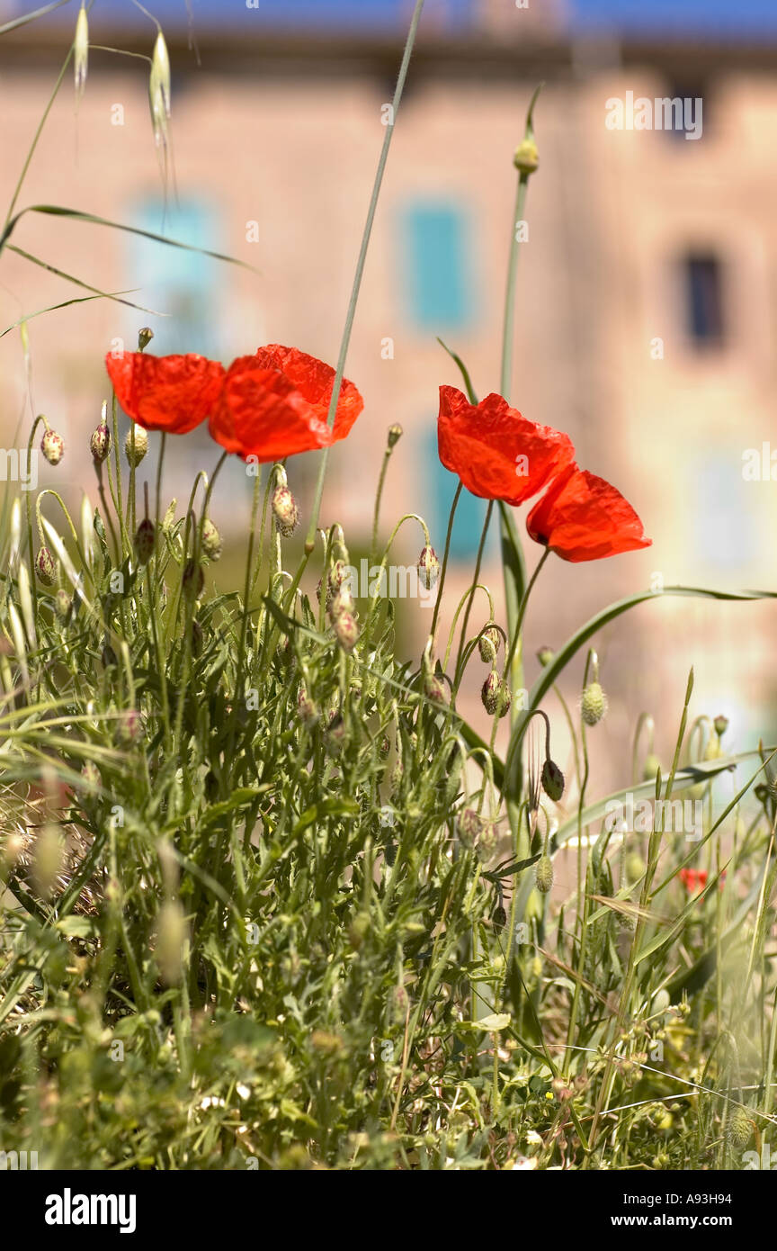 Poppies in Provence France Stock Photo - Alamy