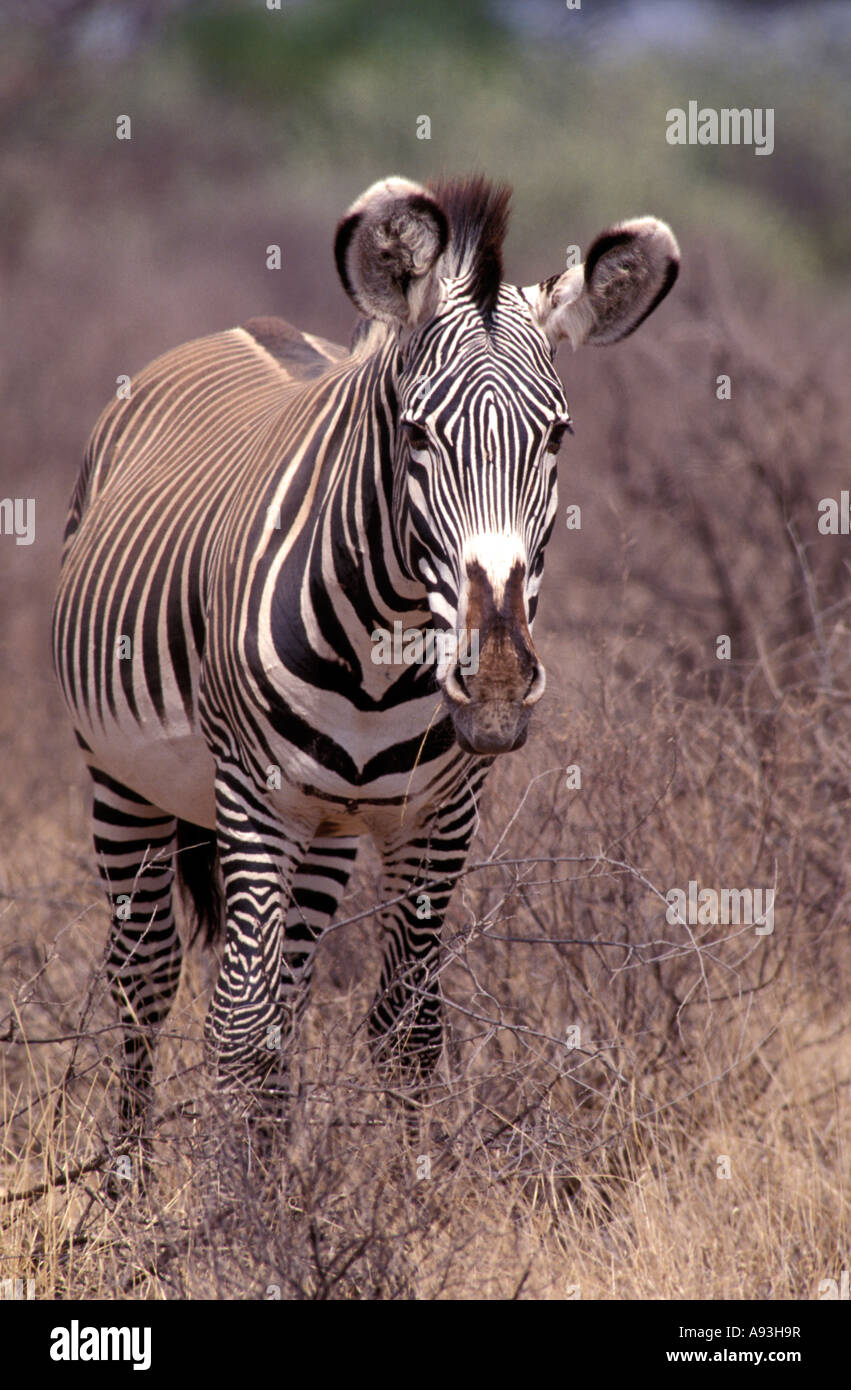 Grevy's Zebra (Equus grevyi Stock Photo - Alamy