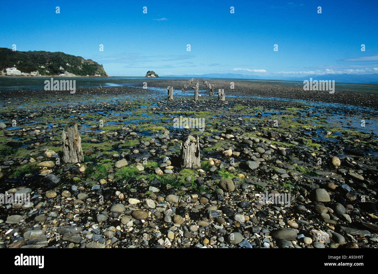 Stumps on stone beach Stock Photo - Alamy