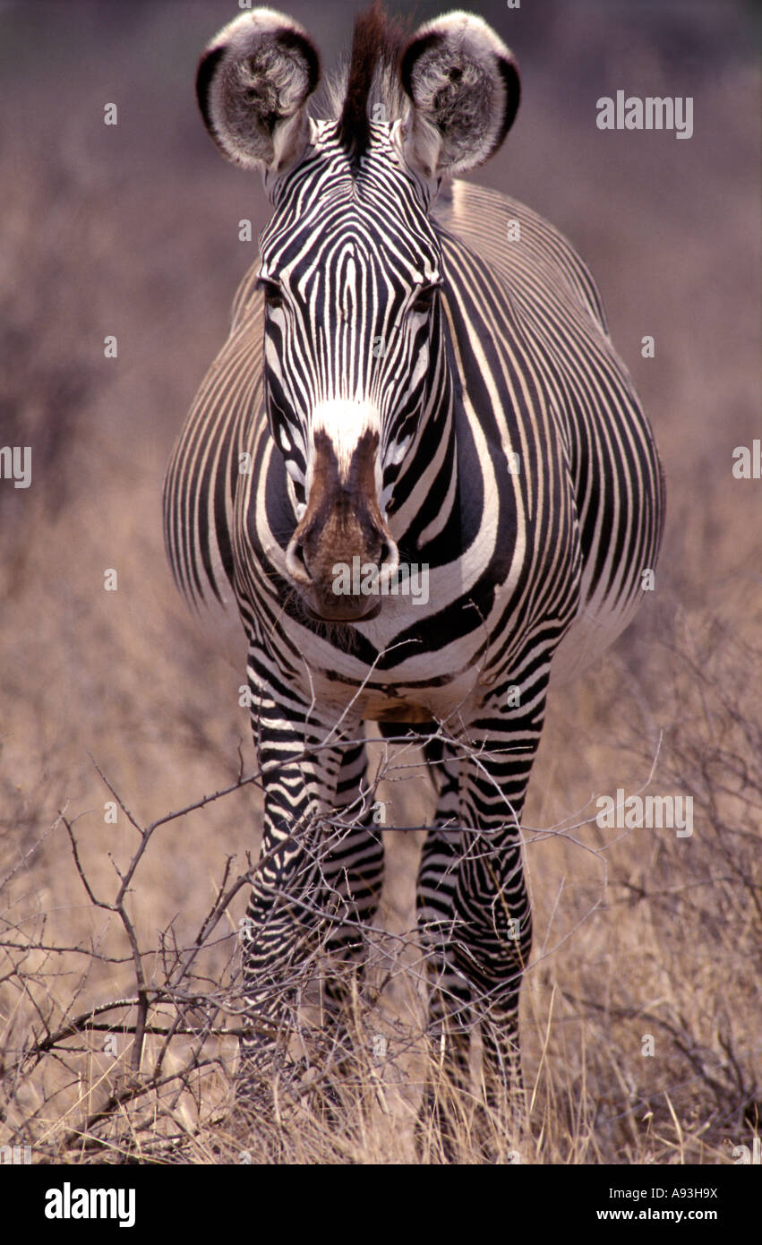 Grevy's Zebra (Equus grevyi Stock Photo - Alamy