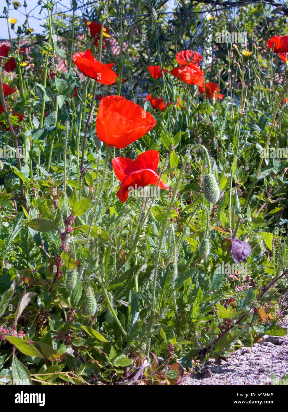 Poppies in Provence France Stock Photo - Alamy