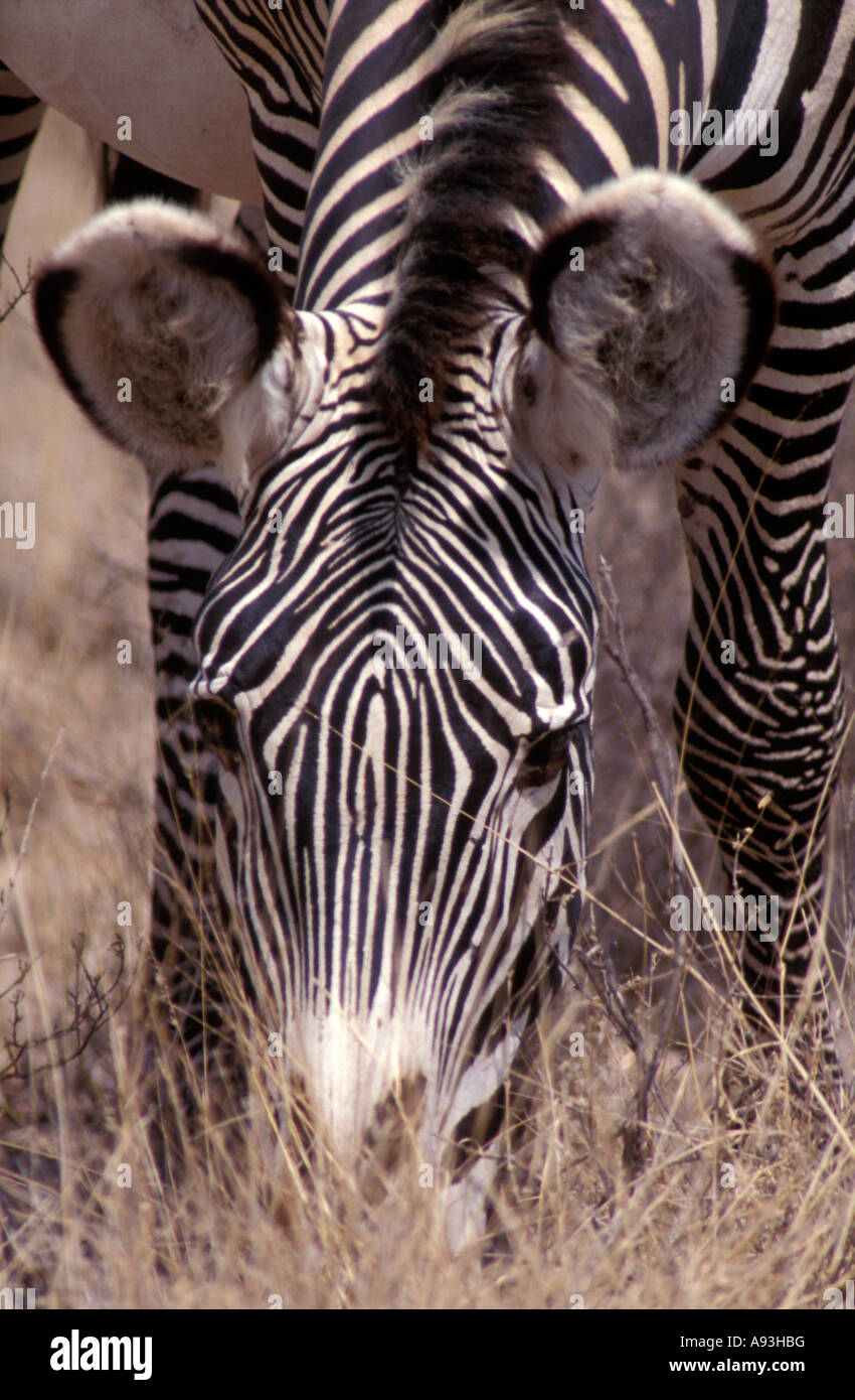 Grevy's Zebra (Equus grevyi Stock Photo - Alamy