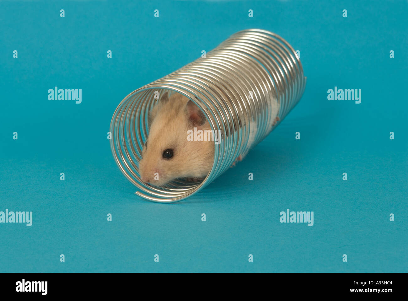 Pet Hamster in Spring Tunnel Stock Photo - Alamy