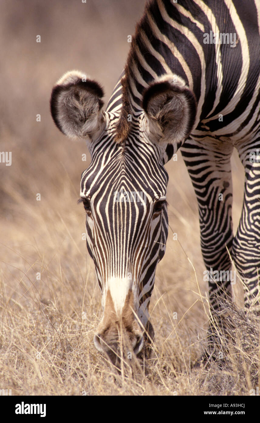 Grevy's Zebra (Equus grevyi Stock Photo - Alamy