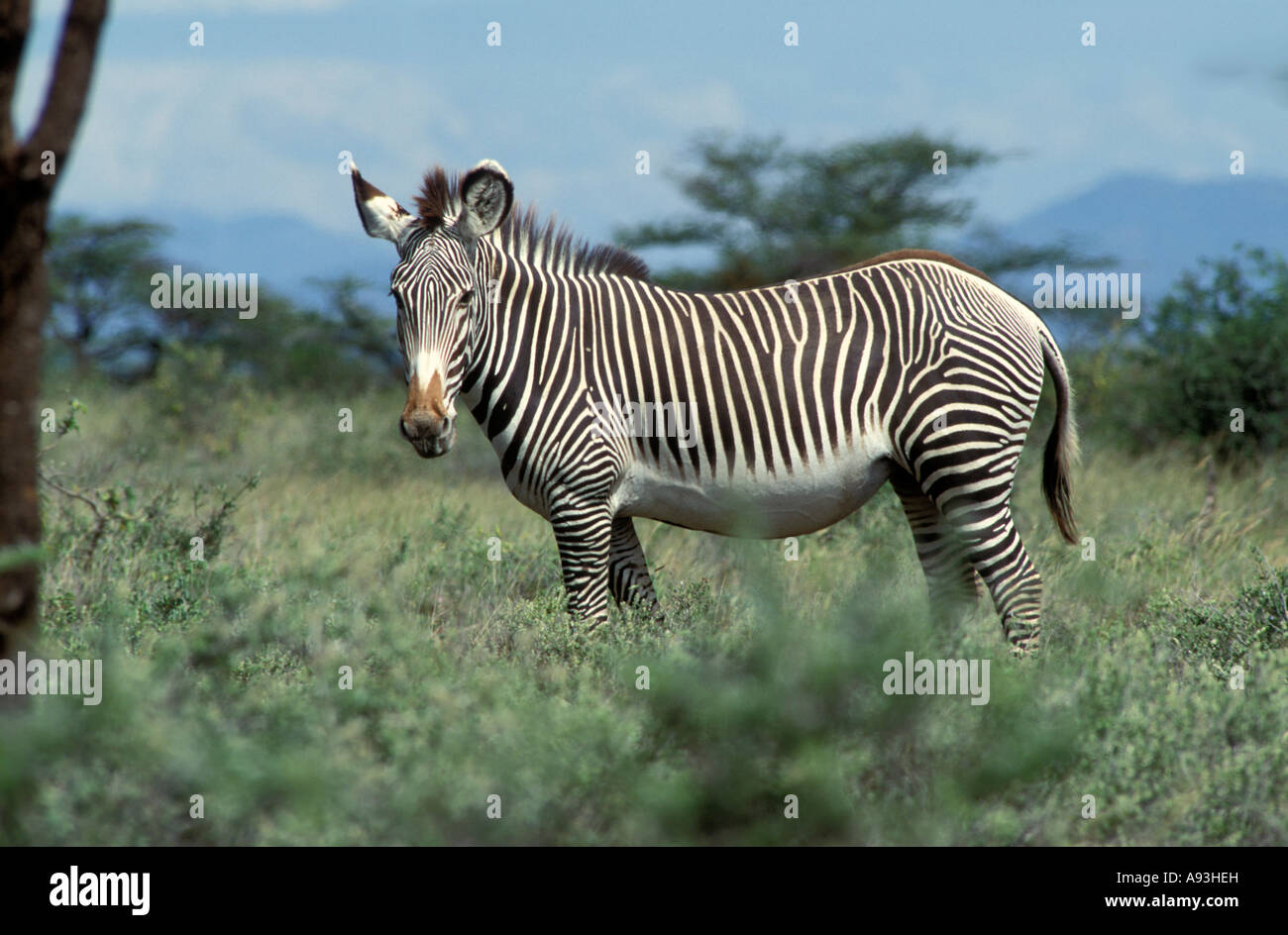 Grevy's Zebra (Equus grevyi Stock Photo - Alamy