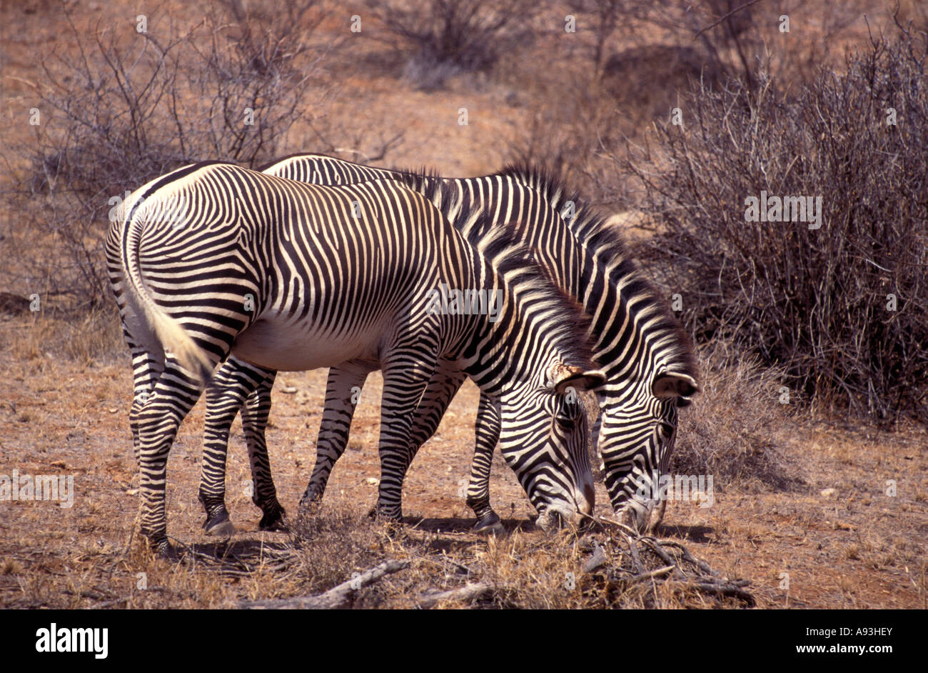 Grevy's Zebra (Equus grevyi Stock Photo - Alamy