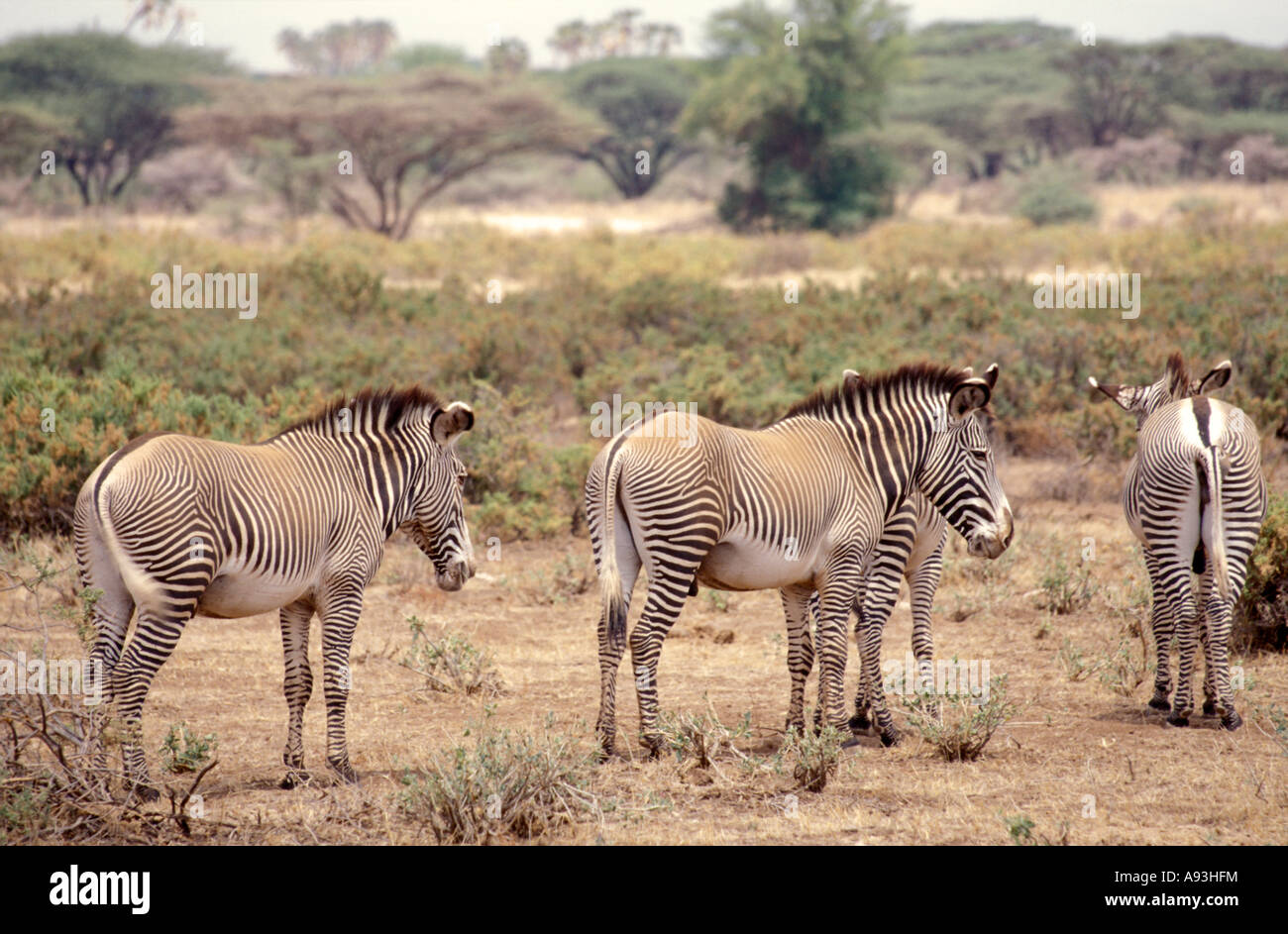 Grevys zebra equus grevyi female hi-res stock photography and images ...