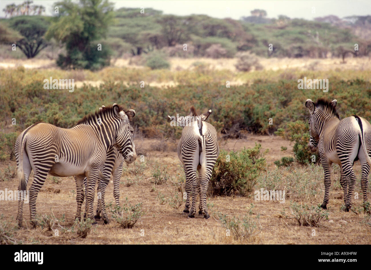 Grevy's Zebra (Equus grevyi Stock Photo - Alamy